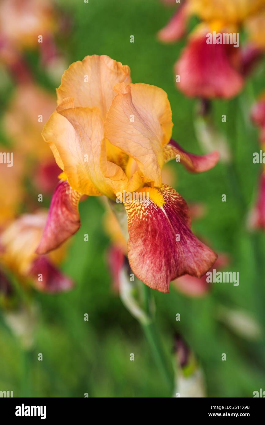 Tall bearded bicolor iris flower "Cerf Volant" - Standards in light ...