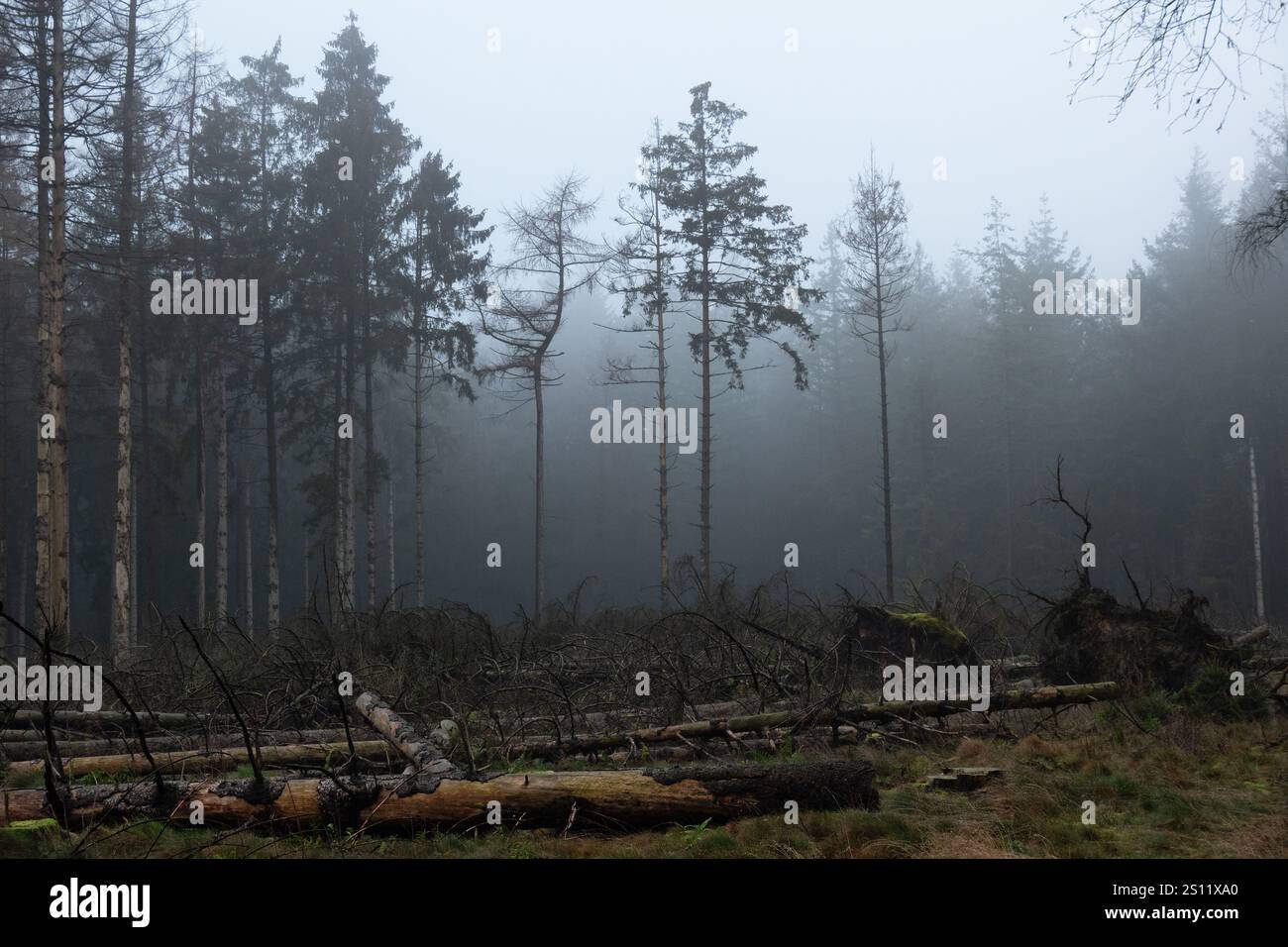 Storm damage in a misty pine forest, some of the standing trees ...