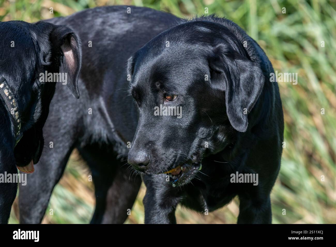 Two black Labradors playing in the garden together Stock Photo - Alamy