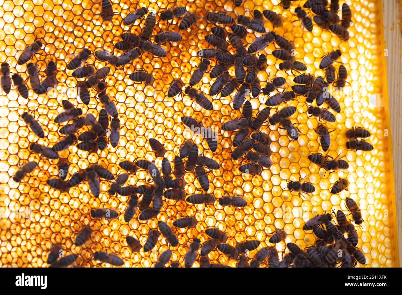 A detailed observation of bee larvae as they develop on the honeycomb ...