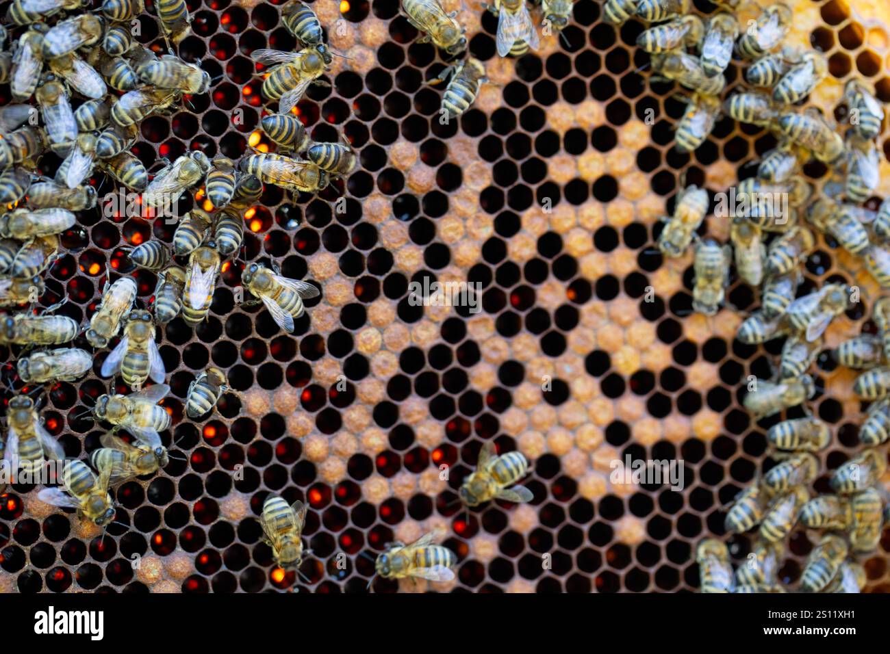 A close-up of bees working on honeycomb, showcasing nature's beauty and ...