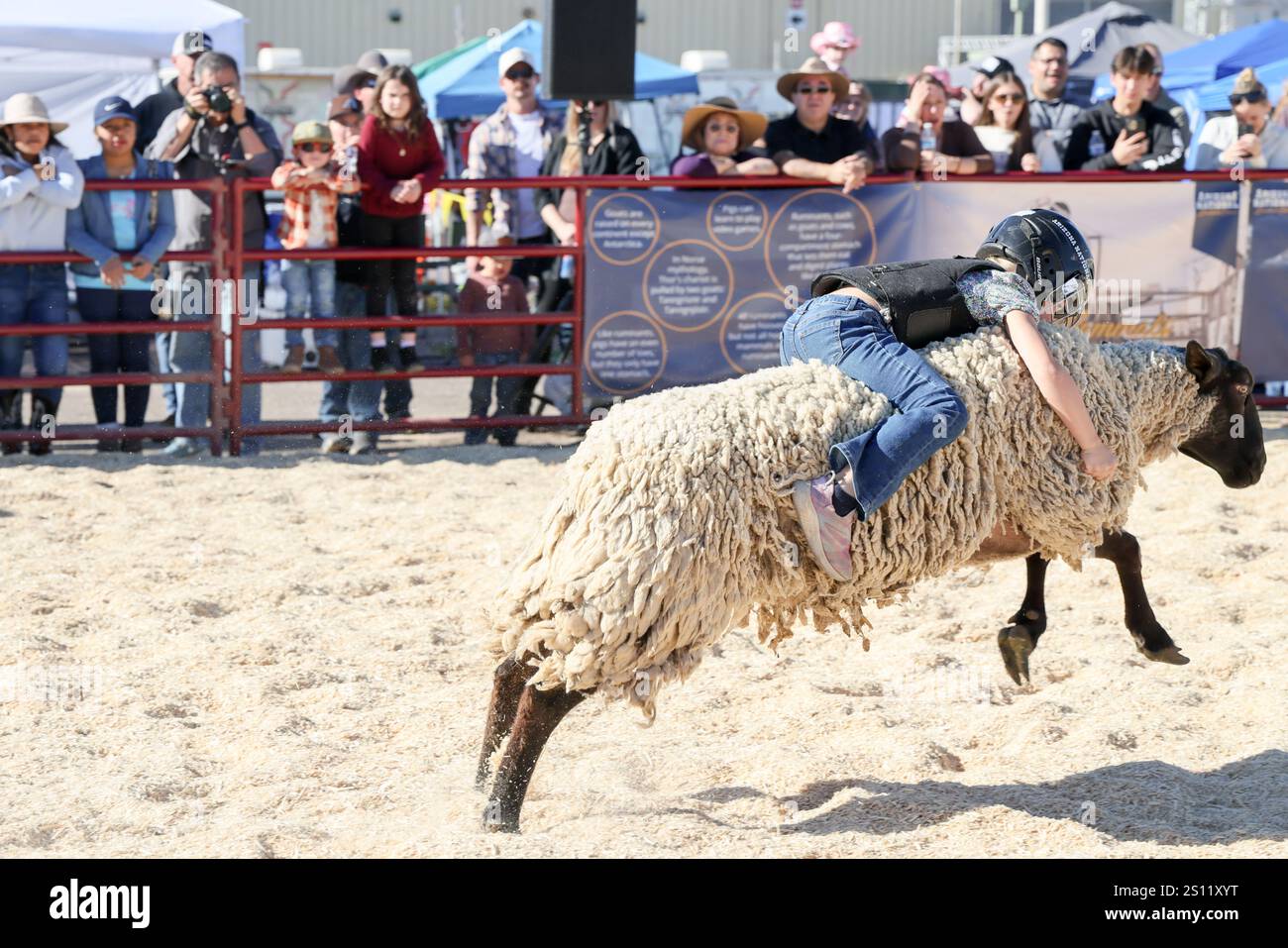 Young children participate in the Mutton Busting competition during the ...