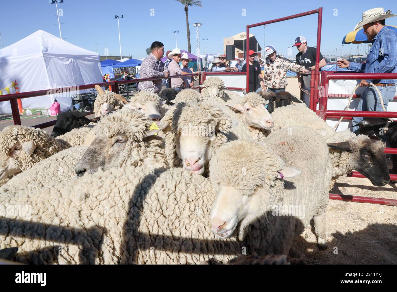 Sheep are penned together at the conclusion of the Sheep Showmanship ...