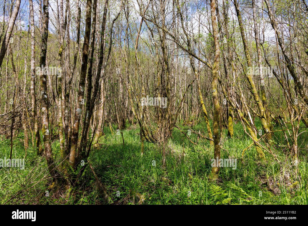 Coppiced alder for making charcoal, wetlands floor, Coed y Cerrig ...