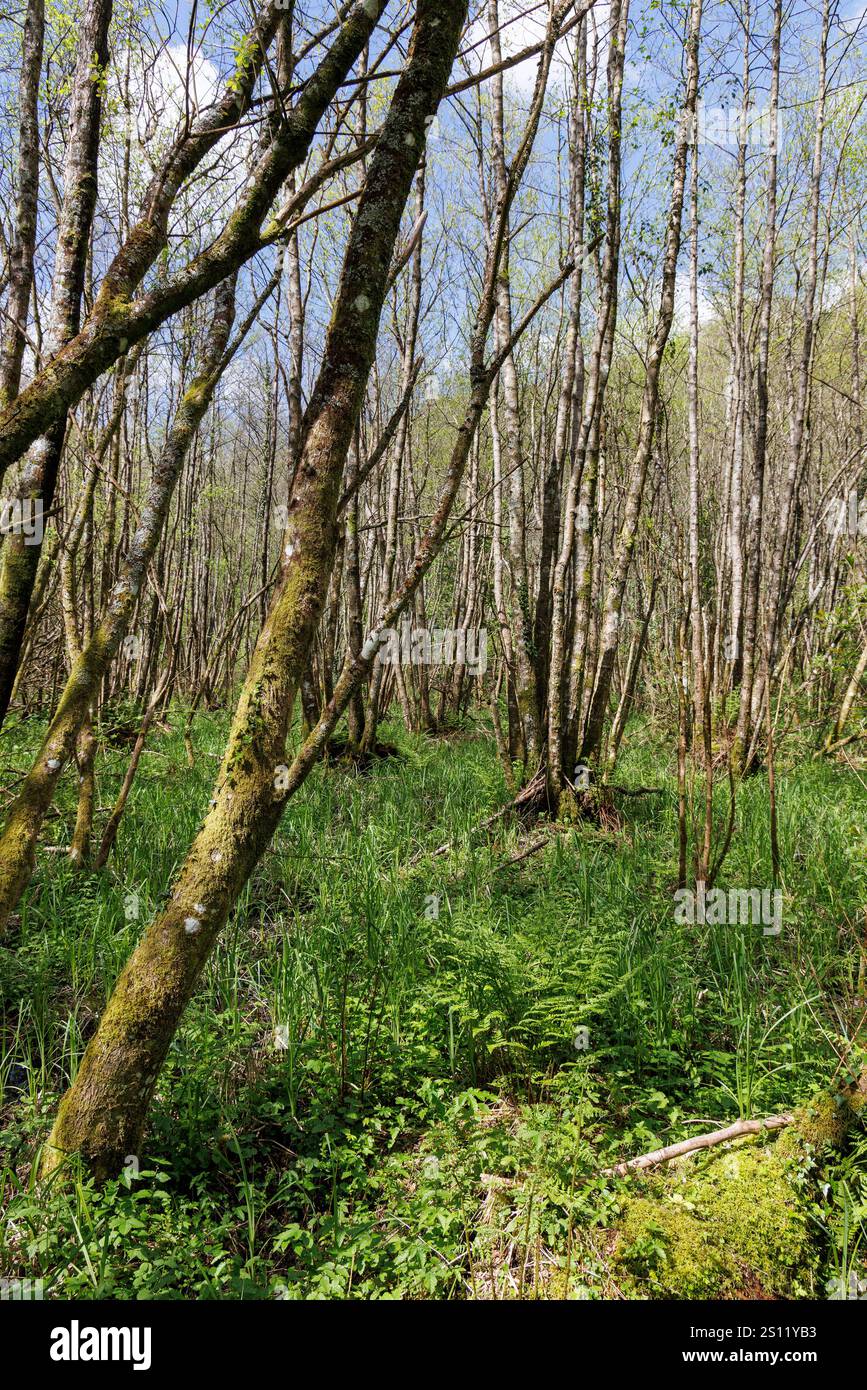 Coppiced alder for making charcoal, wetlands floor, Coed y Cerrig ...