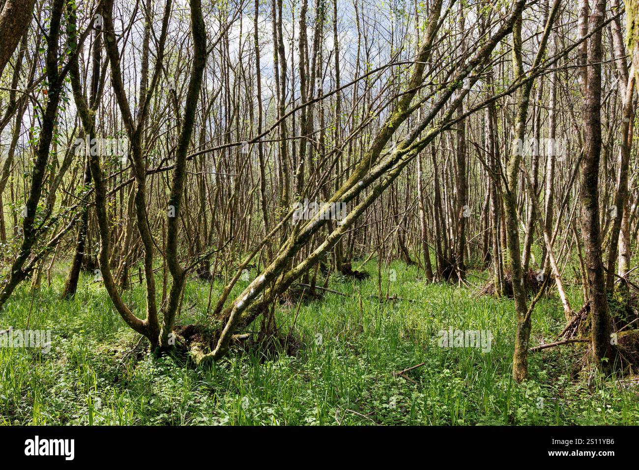 Coppiced alder for making charcoal, wetlands floor, Coed y Cerrig ...