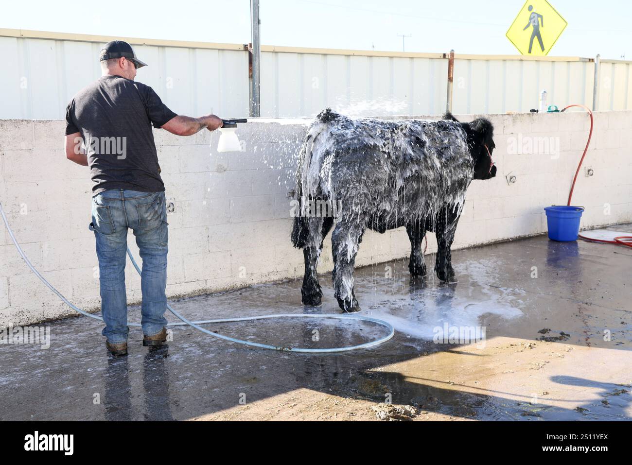 Cattle get washed and groomed before being presented in the show ring ...