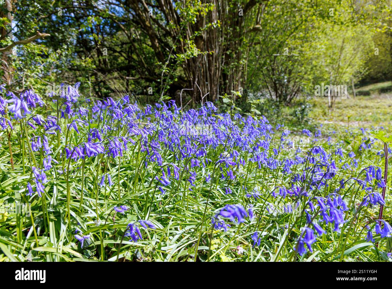 Bluebells, Coed y Cerrig, Wales, UK Stock Photo - Alamy