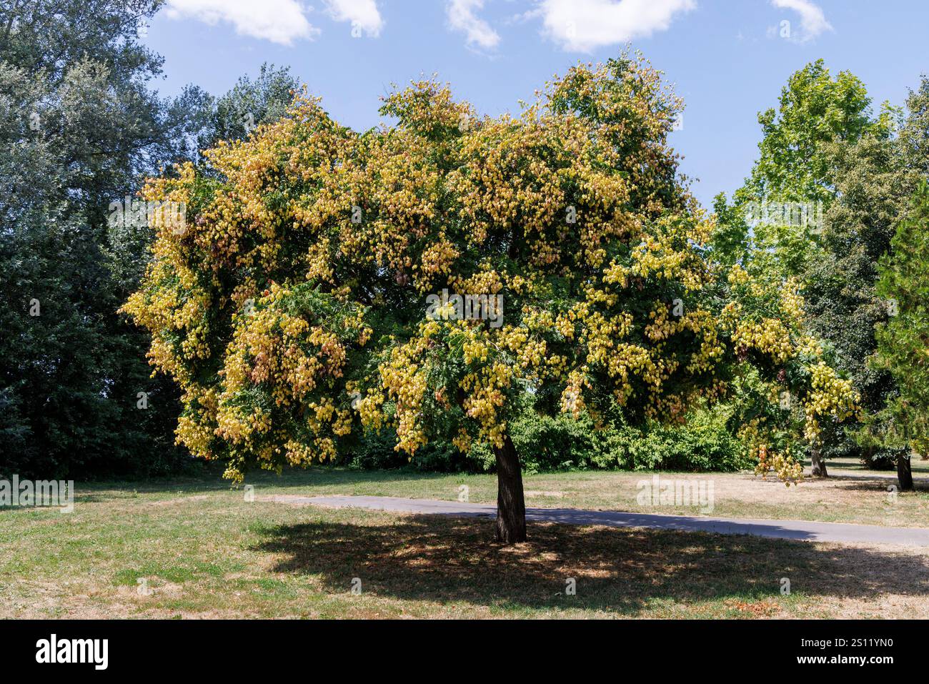 Pride of India tree with lantern pods, Koelreuteria paniculata, Vac ...