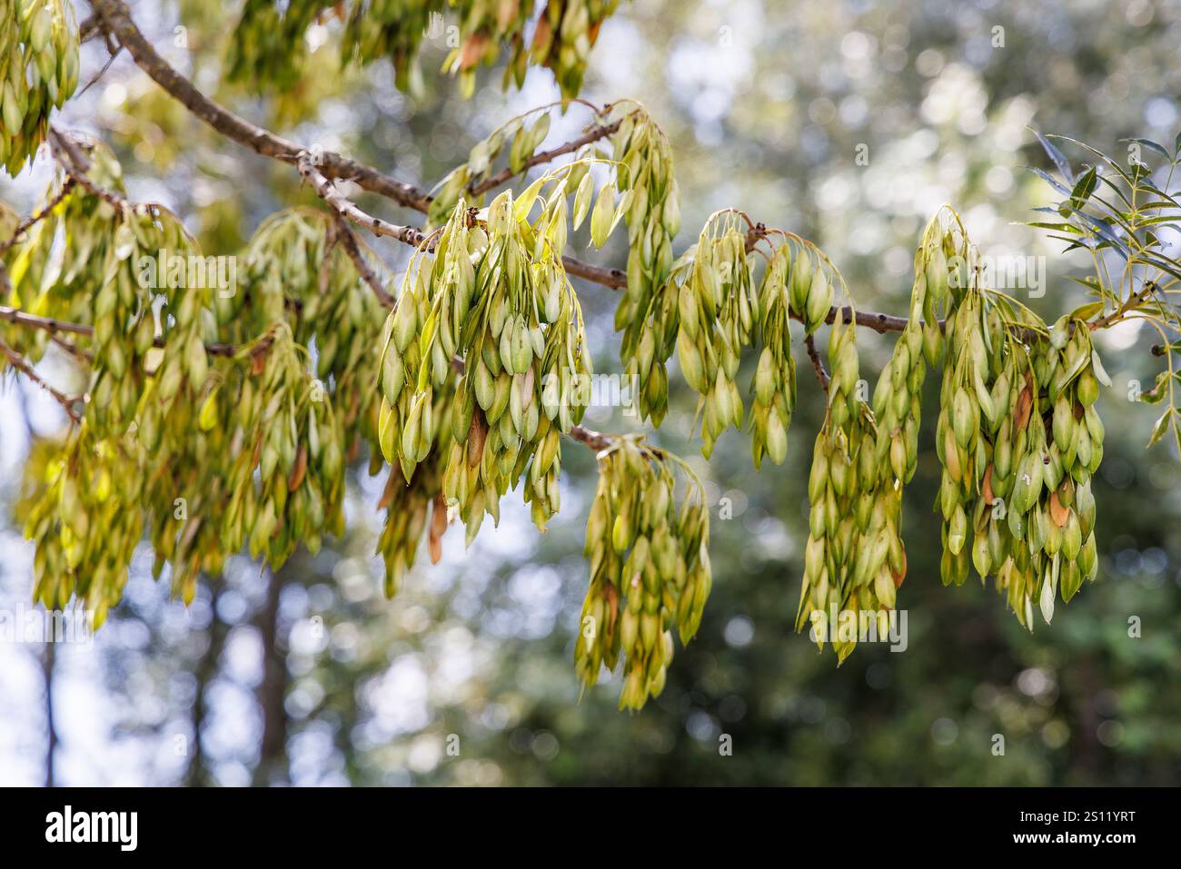 Keys on European ash tree, Fraxinus excelsior, Vac, Hungary Stock Photo ...