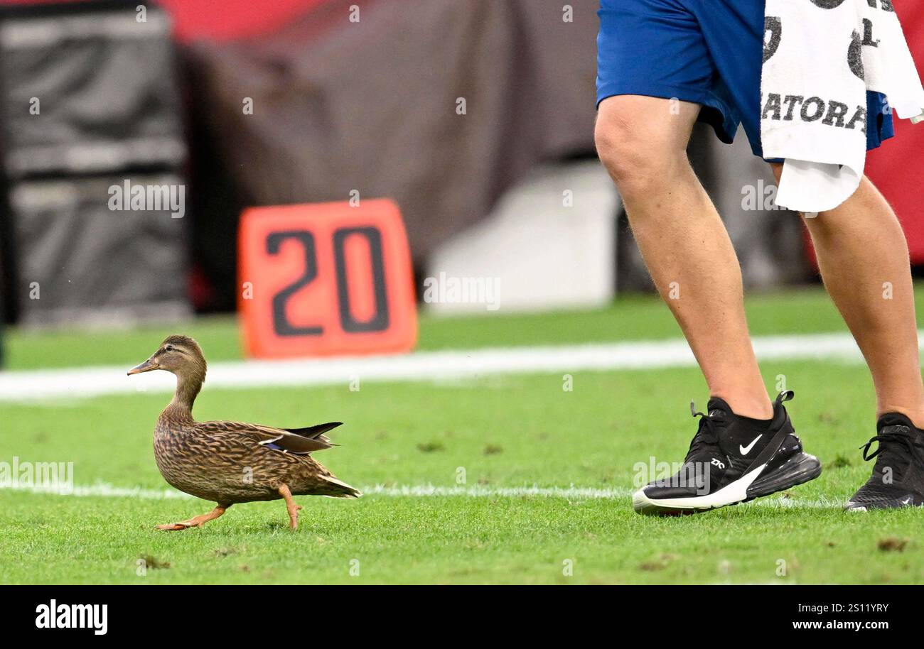 Officials works to remove a duck from the field of play during the ...