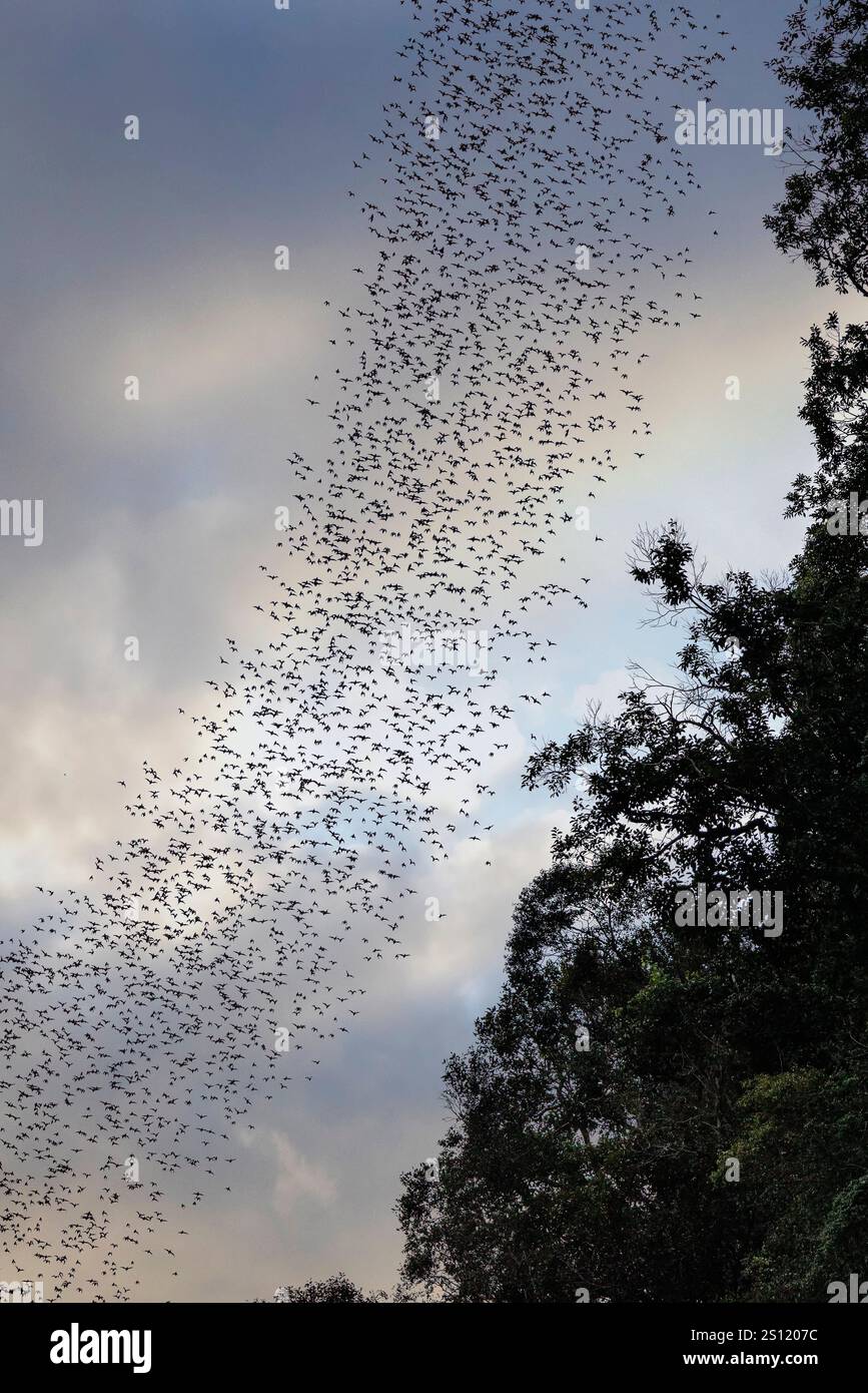 Bat exodus, Deer Cave, Mulu, Sarawak, Malaysia, Borneo Stock Photo - Alamy