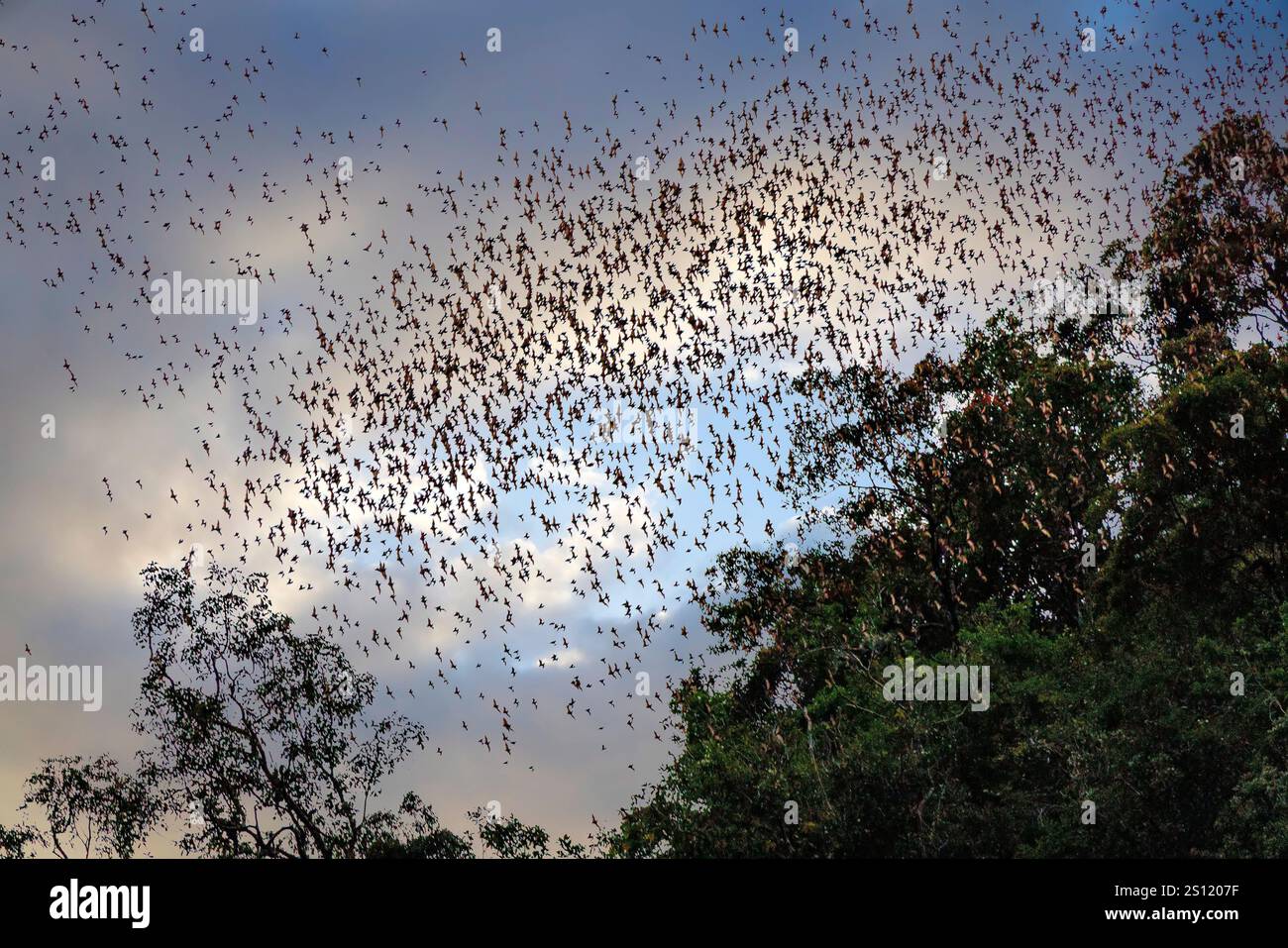 Bat exodus, Deer Cave, Mulu, Sarawak, Malaysia, Borneo Stock Photo - Alamy