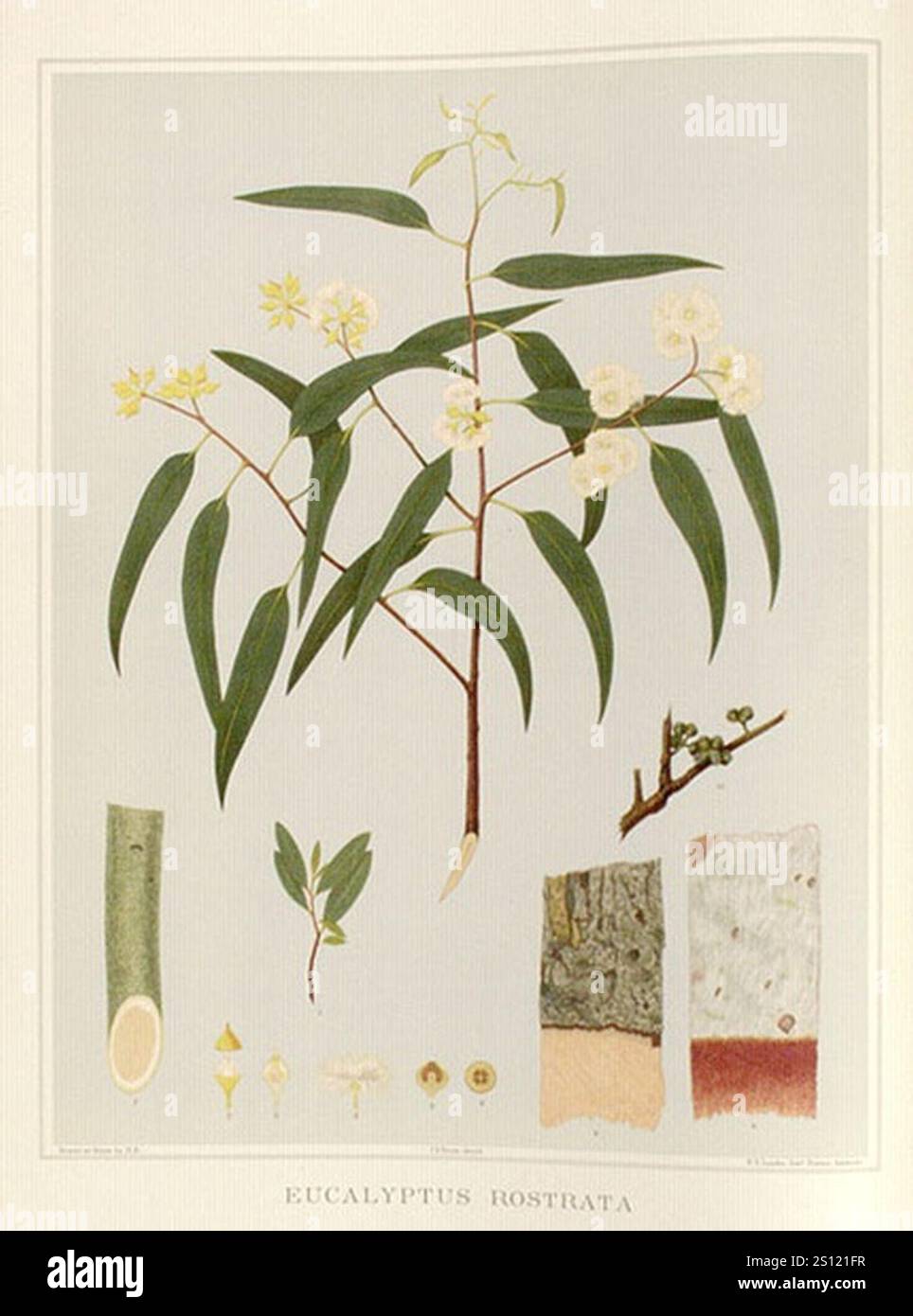 Eucalyptus rostrata hi-res stock photography and images - Alamy