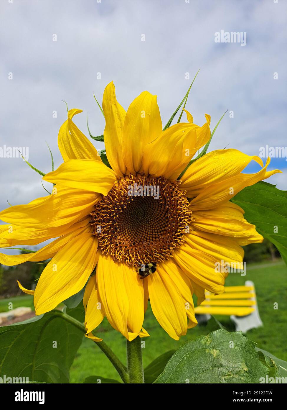 Eastern honey bee hi-res stock photography and images - Alamy