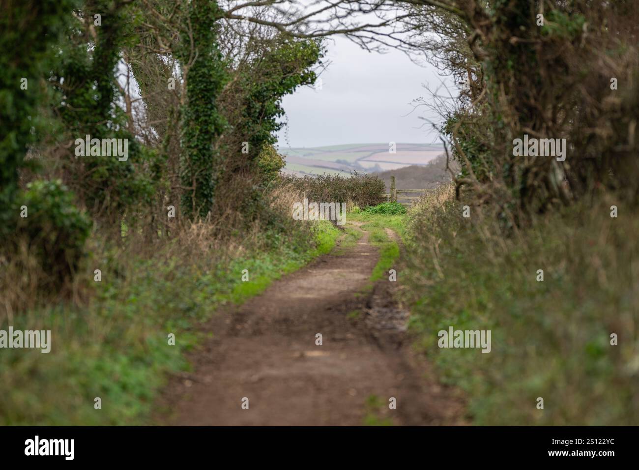 Hedge lined footpath along Snapes Point, Salcombe, leading to a view ...