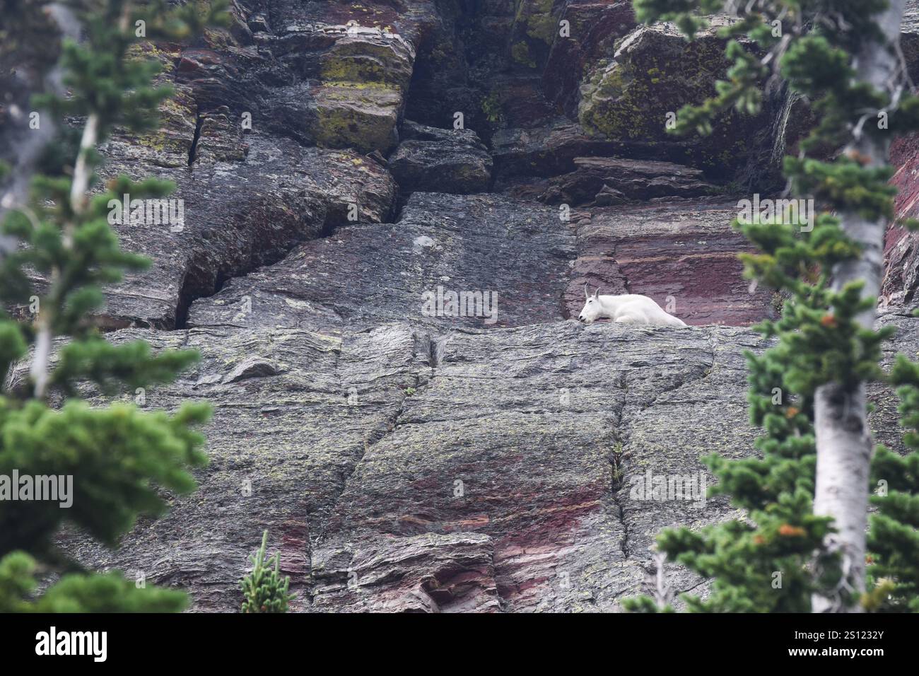 Mountain goat tour hi-res stock photography and images - Alamy