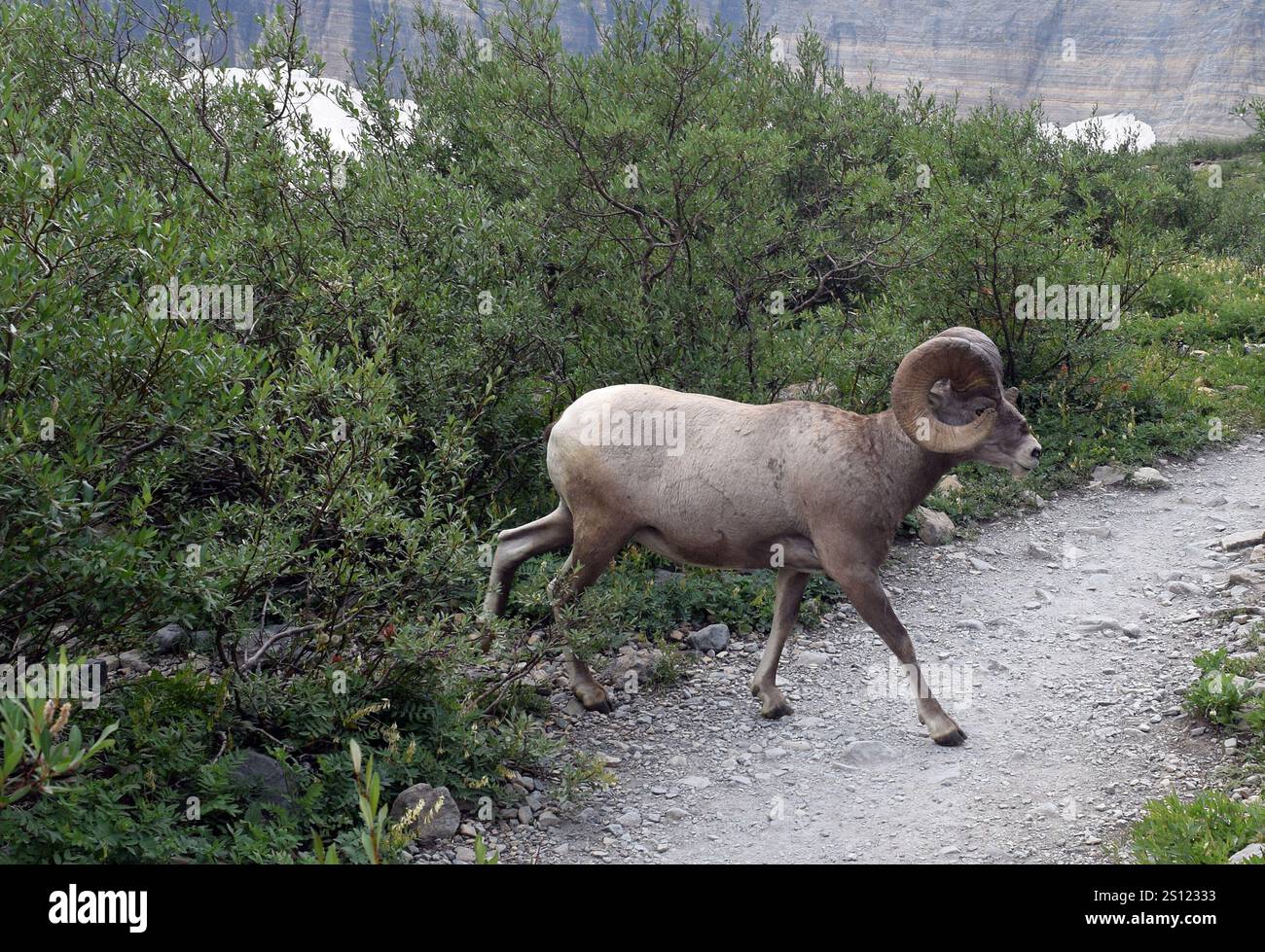 Big Horn Sheep Part 1 Stock Photo - Alamy