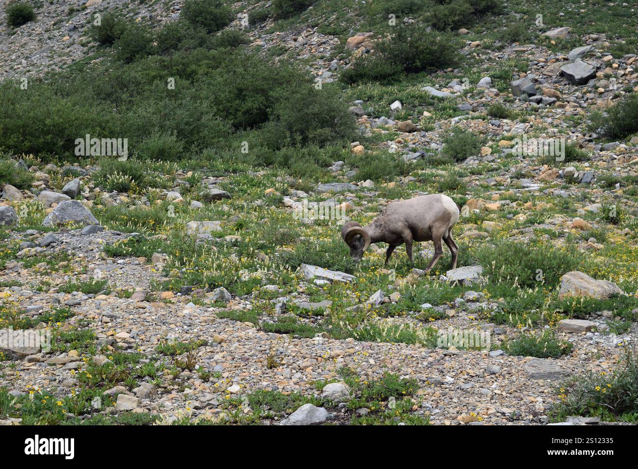 Big Horn Sheep Part 3 Stock Photo - Alamy