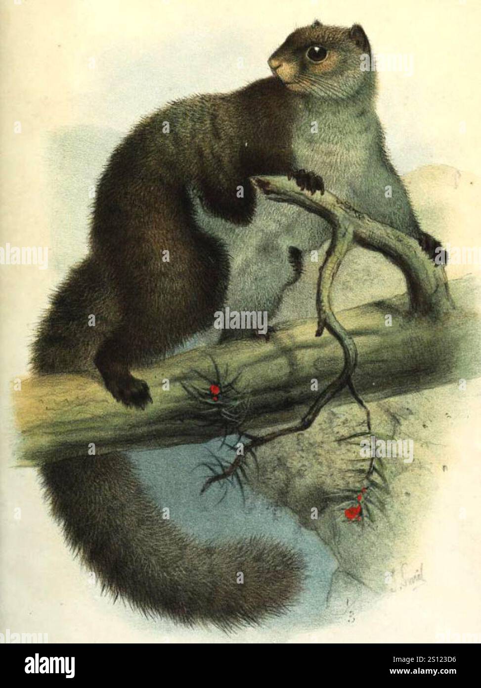 Eupetaurus cinereus hi-res stock photography and images - Alamy