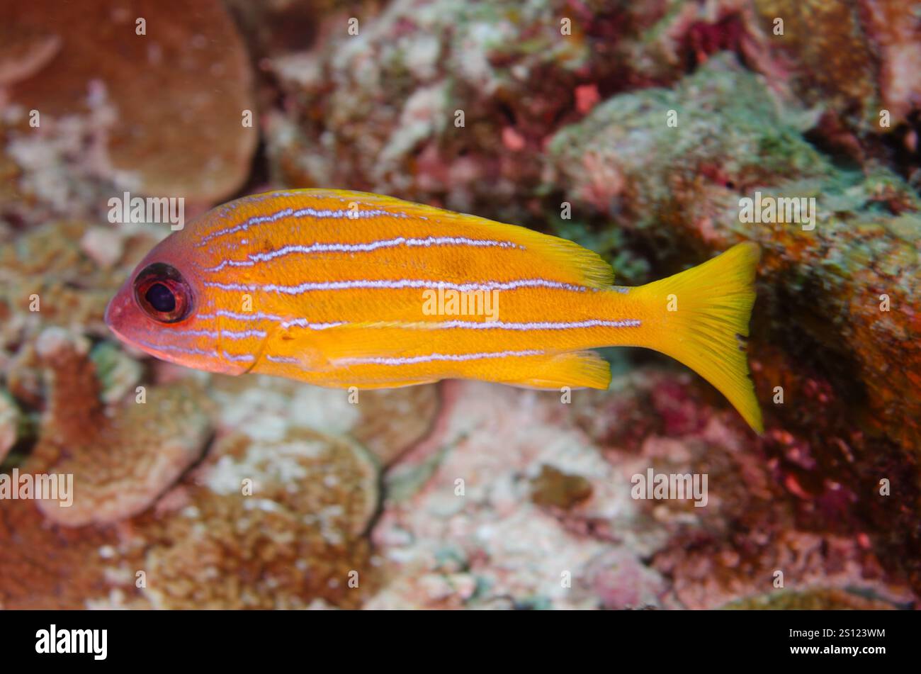 Five-Lined Snapper, Lutjanus quinquelineatus, Lutjanidae, Racha Yoi ...