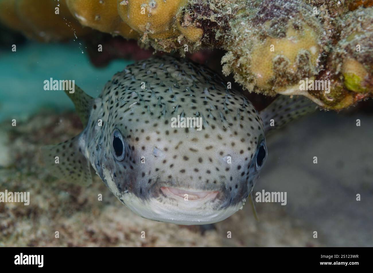 Porcupinefish, Diodon hystrix, Diodontidae, Racha Yoi Island, Phuket ...
