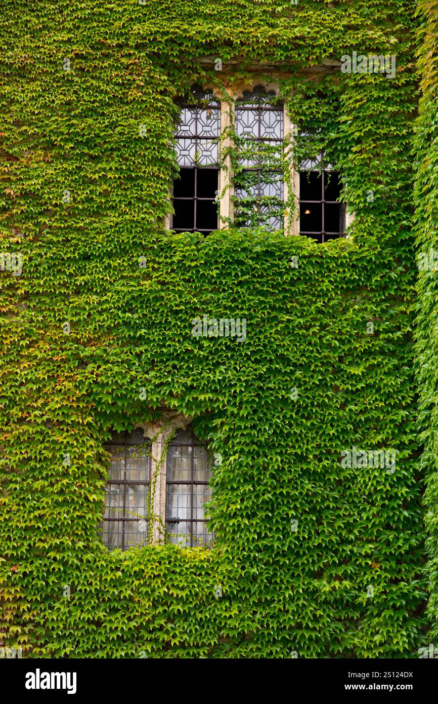 Castle covered in ivy Stock Photo - Alamy
