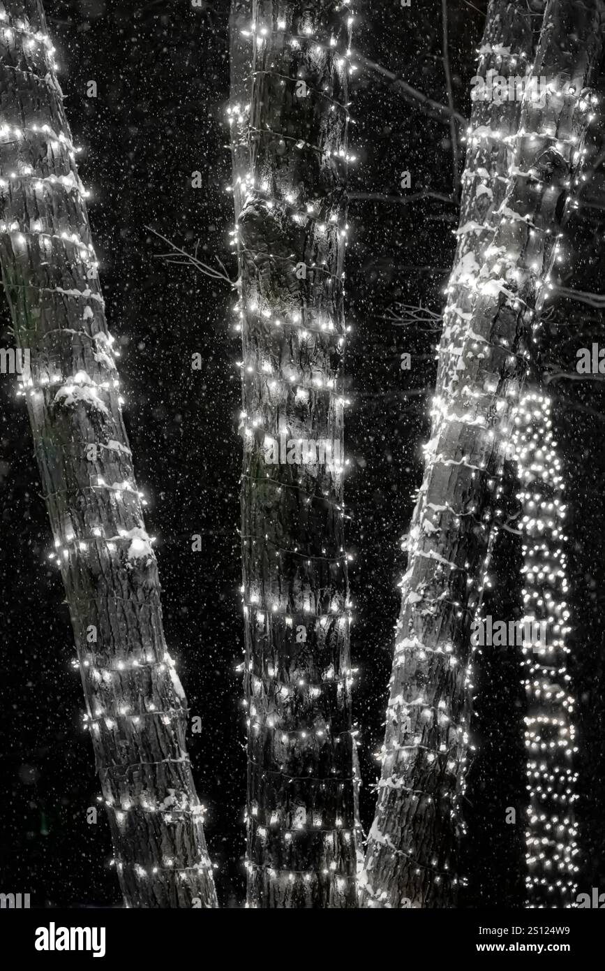 Christmas lights wrapping around tree trunks in Canadian Lakes, Mecosta ...