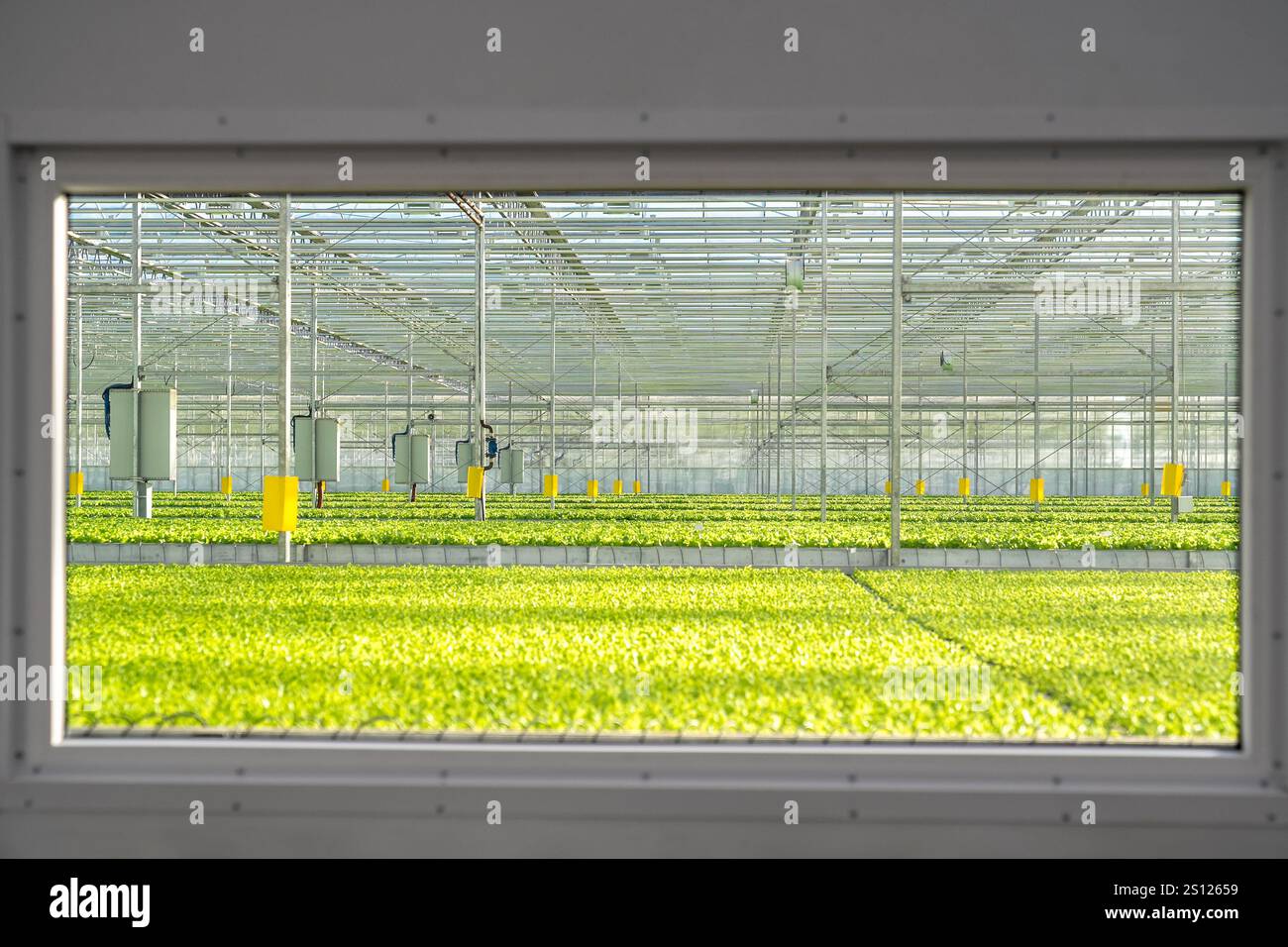 Window overlooking greenhouse with lettuce, vegetables growing. Crops ...