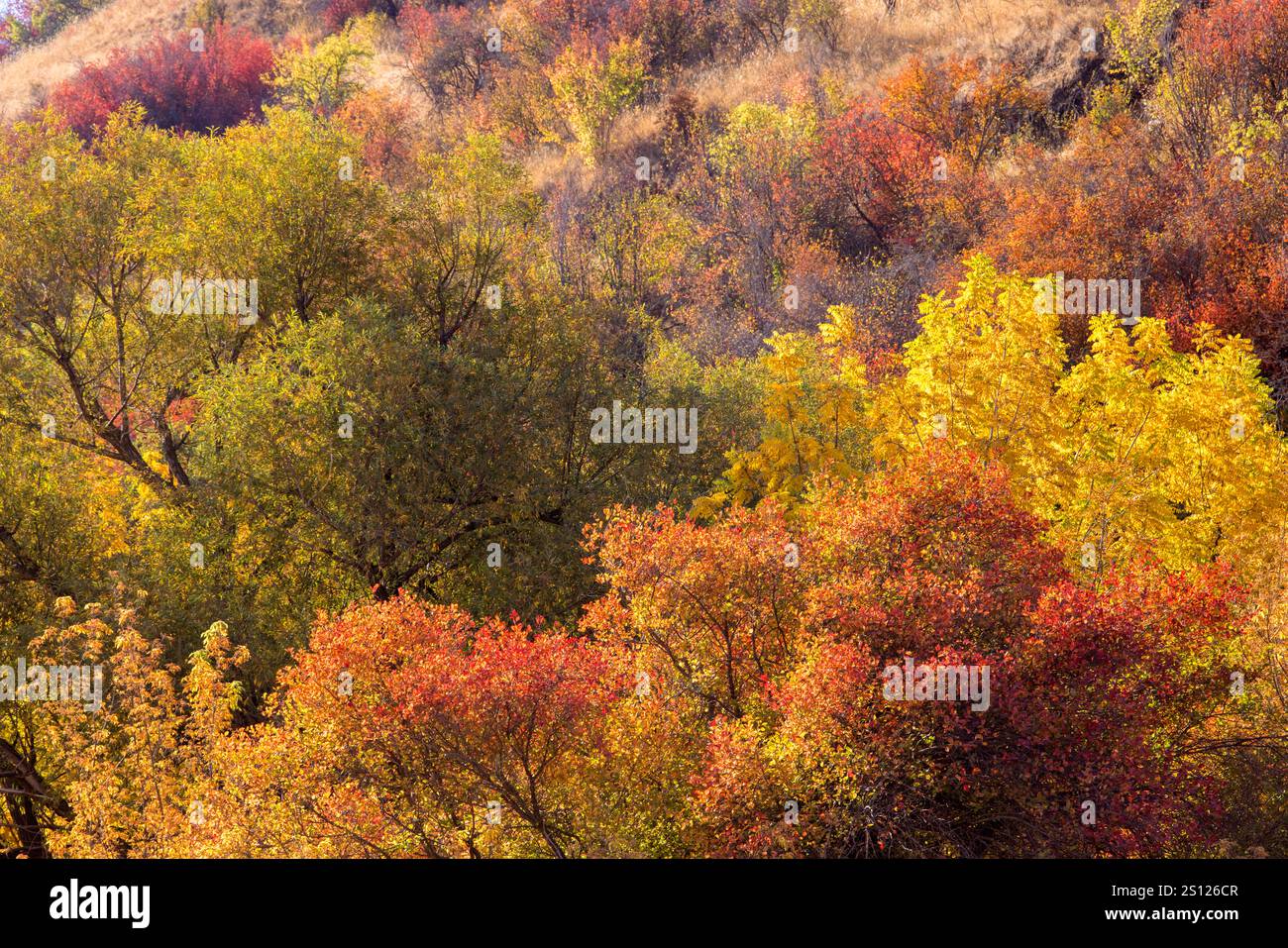 Bushes changing colors hi-res stock photography and images - Alamy