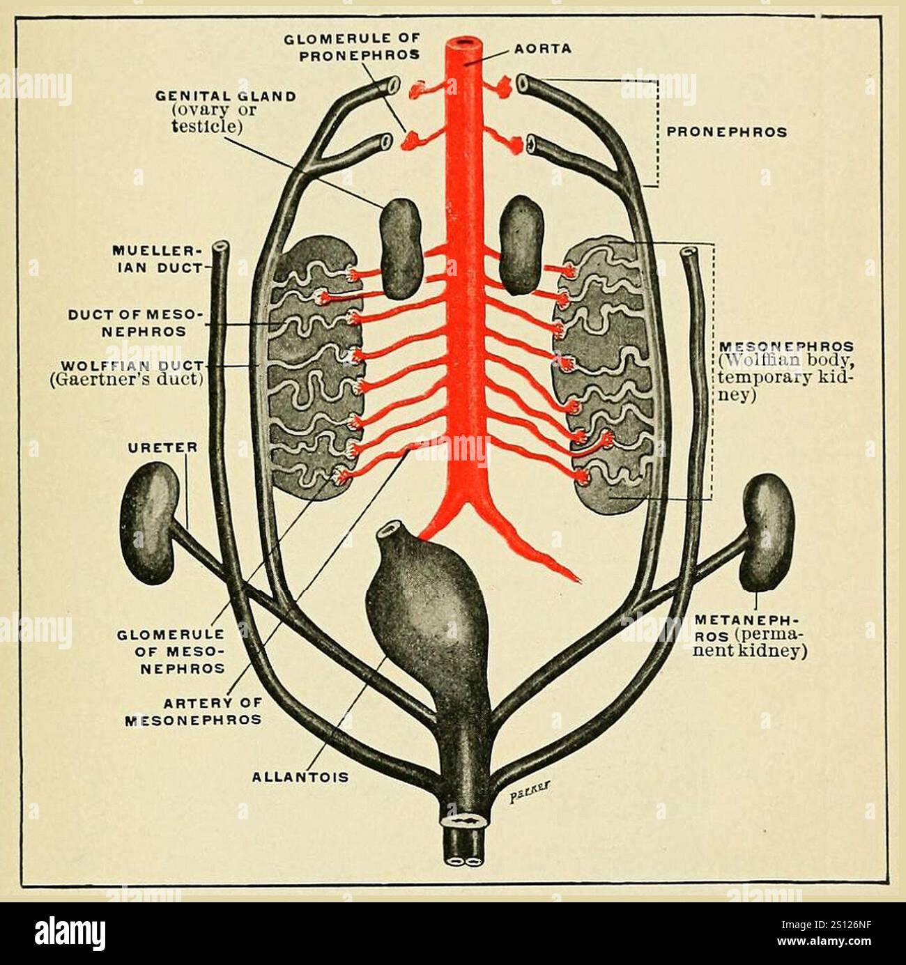 Excrementary organs of the embryo, showing genital gland, pronephros ...