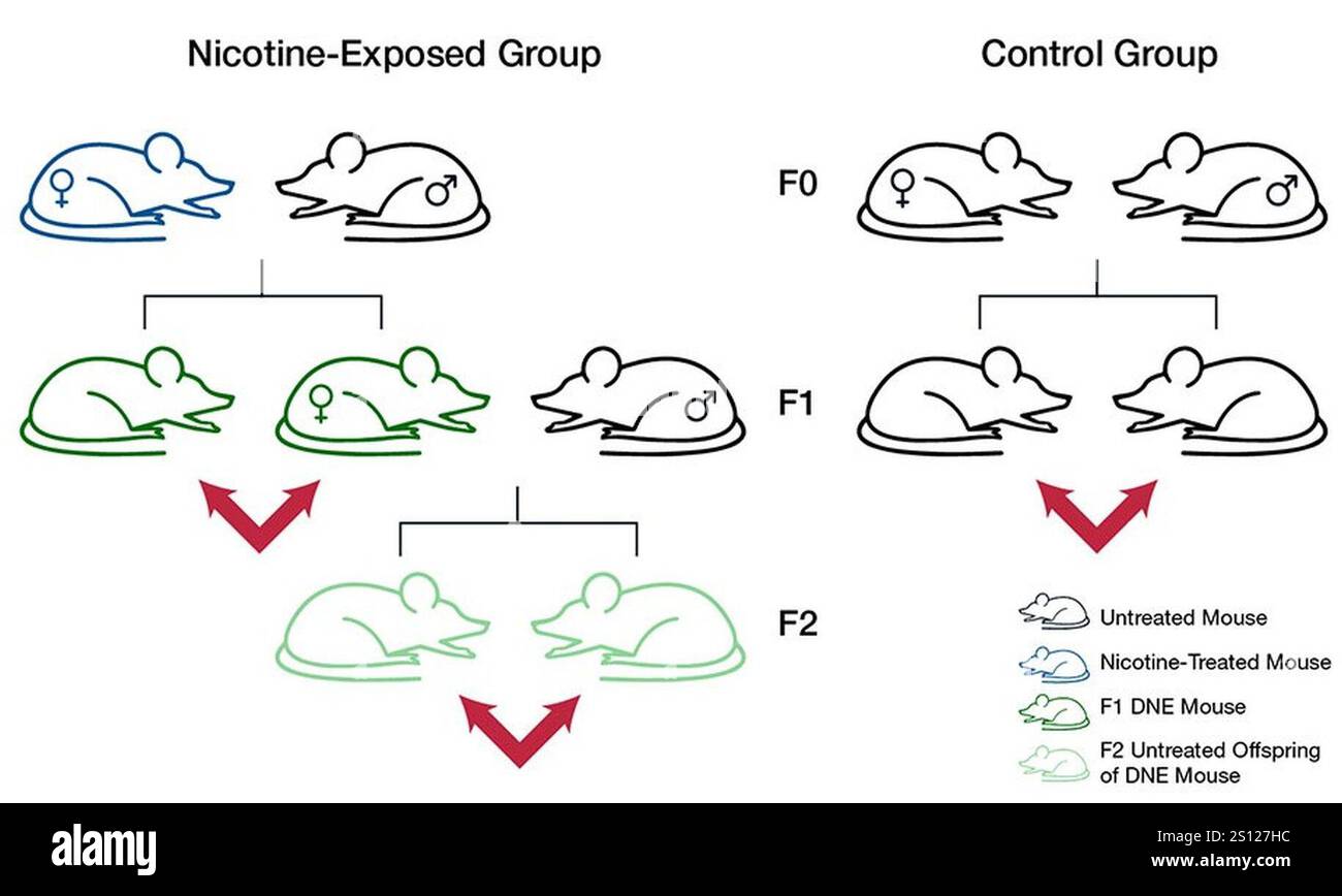 Experimental Design to Analyze Effects of Developmental Nicotine ...