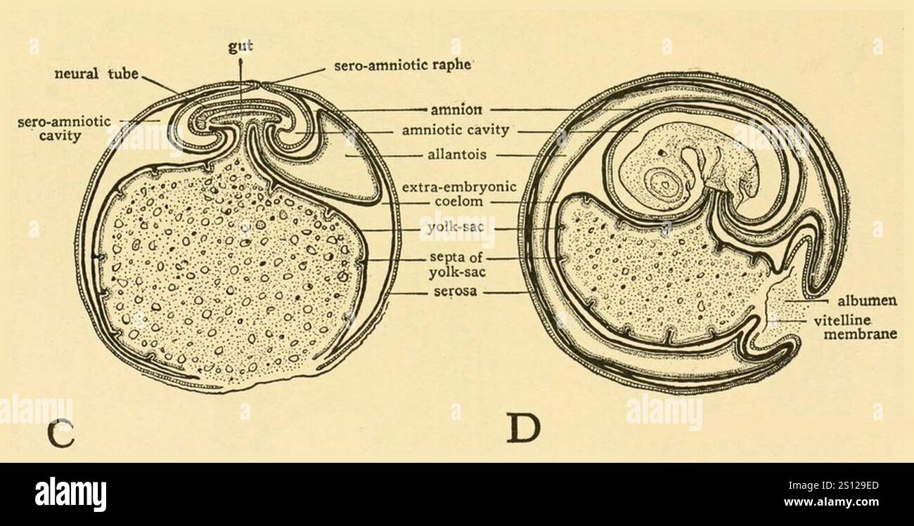 Extra-embryonic membranes of the chick Stock Photo - Alamy
