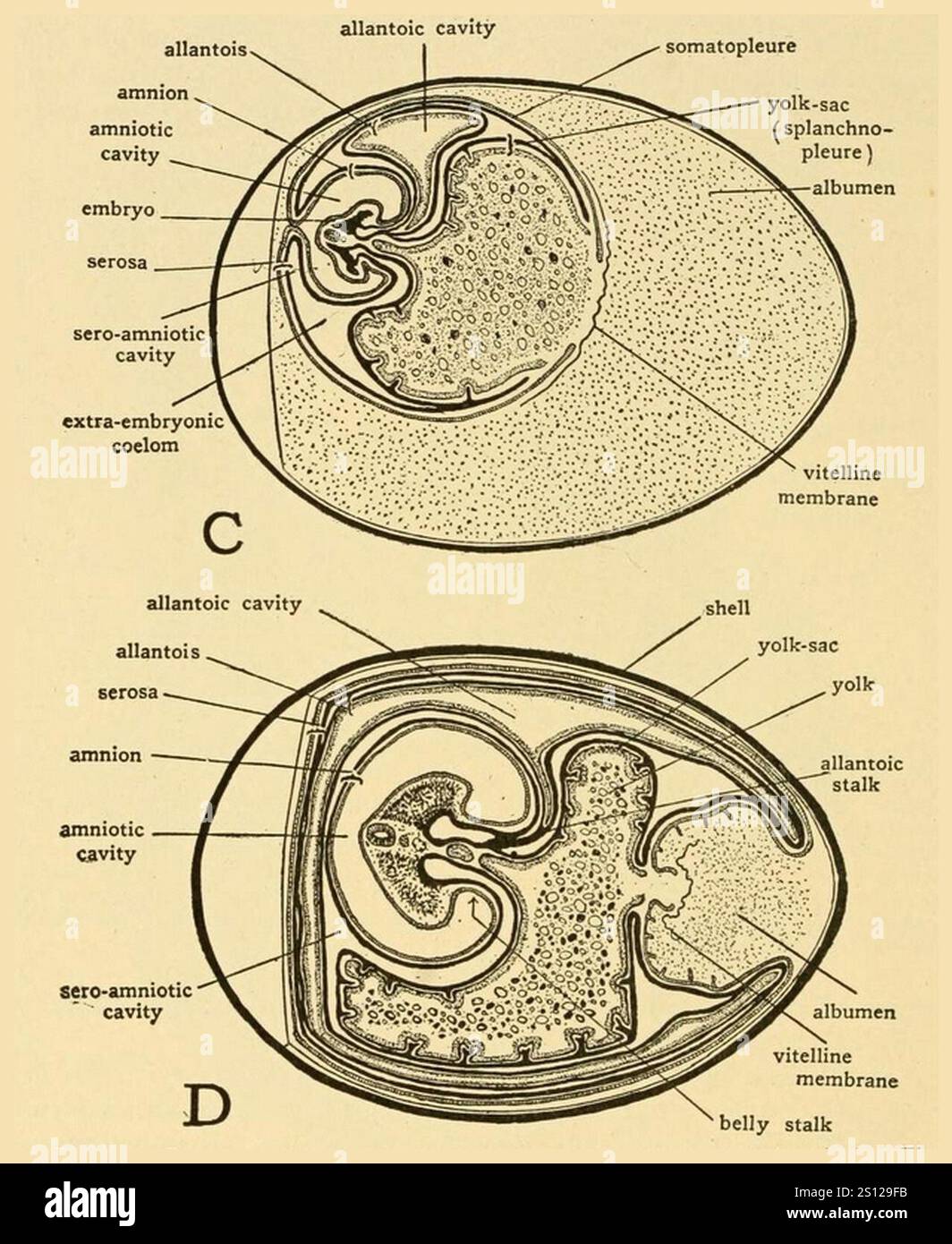 Extra-embryonic membranes of the chic (01 Stock Photo - Alamy