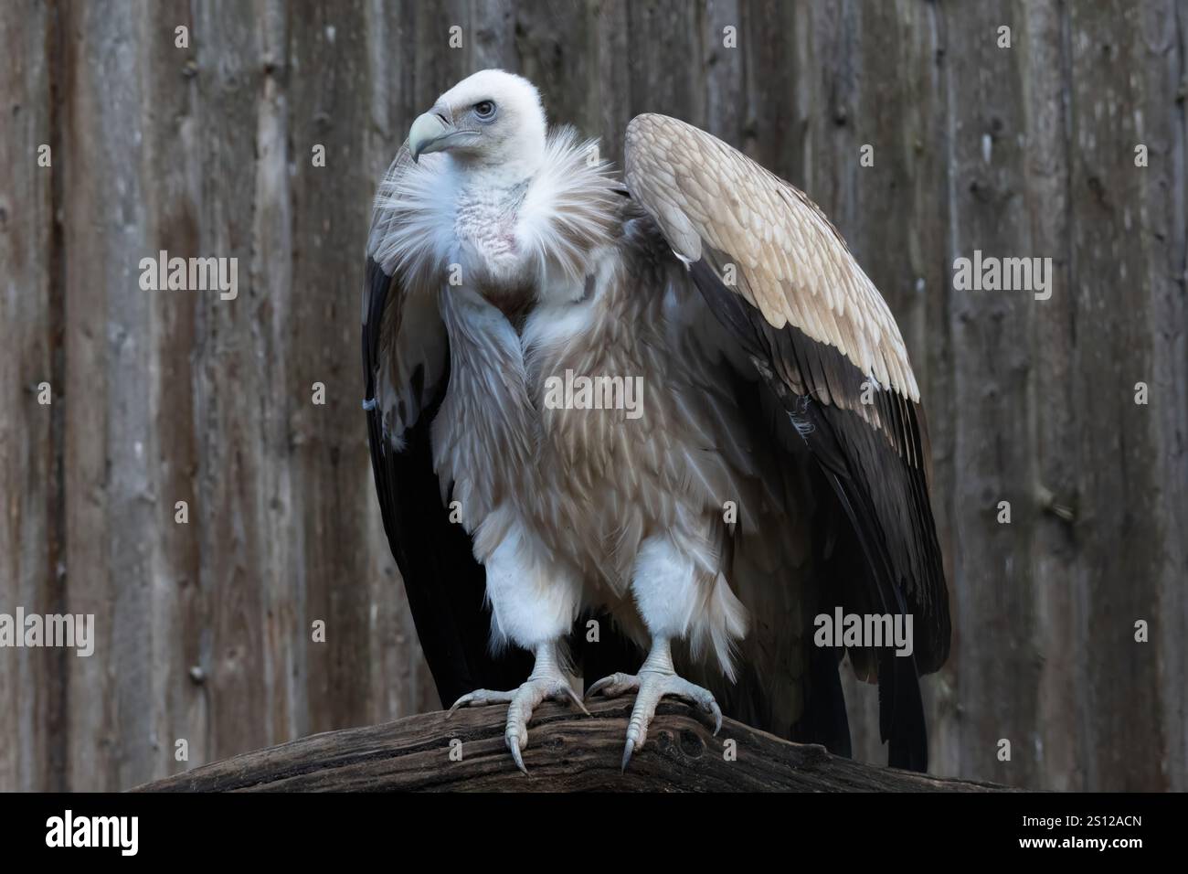 The Himalayan Griffon Vulture (Gyps himalayensis) is an Old World ...