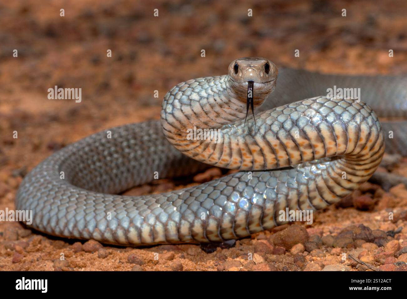 Australian highly venomous Eastern Brown Snake in defensive pose Stock ...
