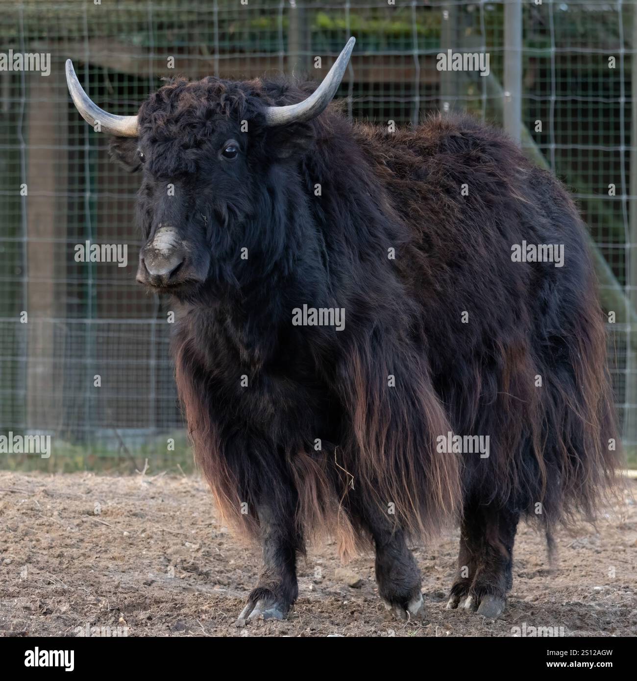 Domestic yak (Bos grunniens). Domestic animal Stock Photo - Alamy