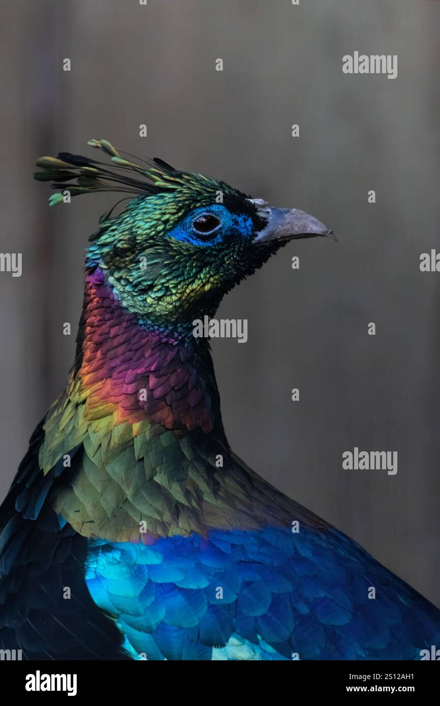 Head of a male Himalayan monal (Lophophorus impejanus Stock Photo - Alamy