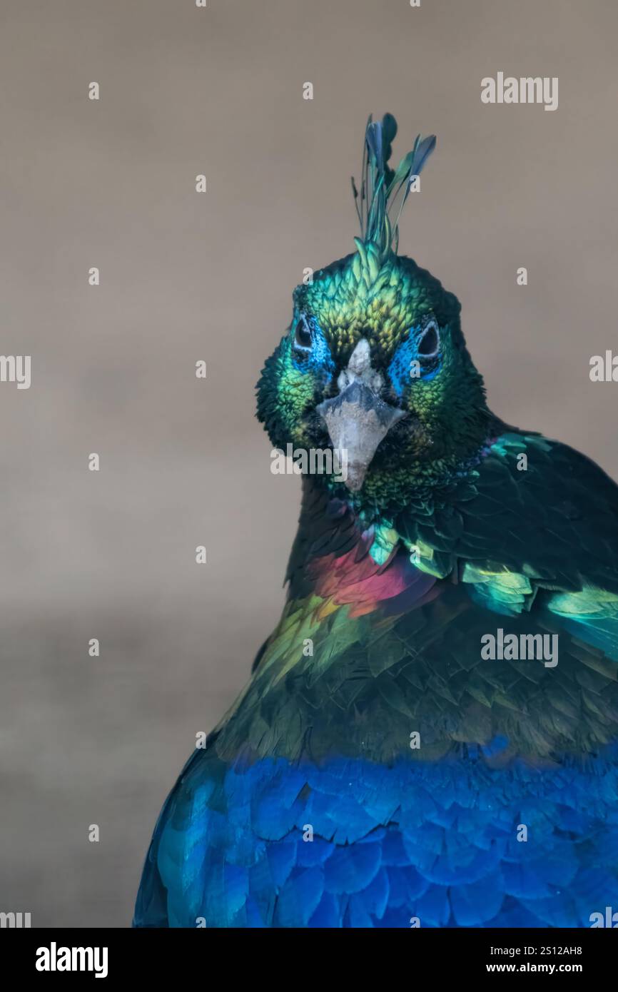 Head of a male Himalayan monal (Lophophorus impejanus Stock Photo - Alamy