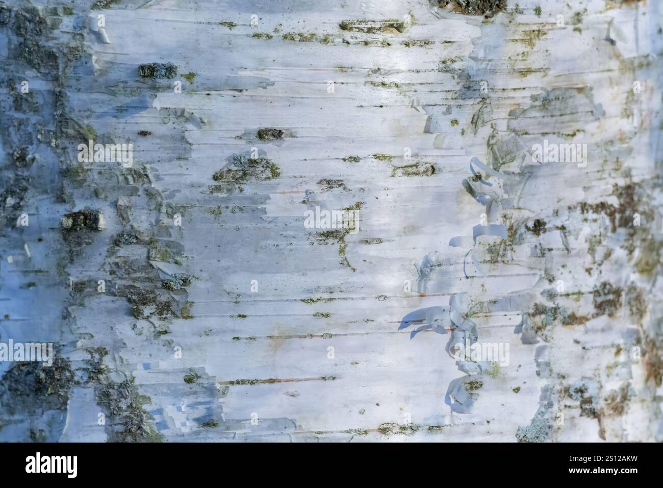 birch bark texture natural background paper close-up / birch tree wood ...