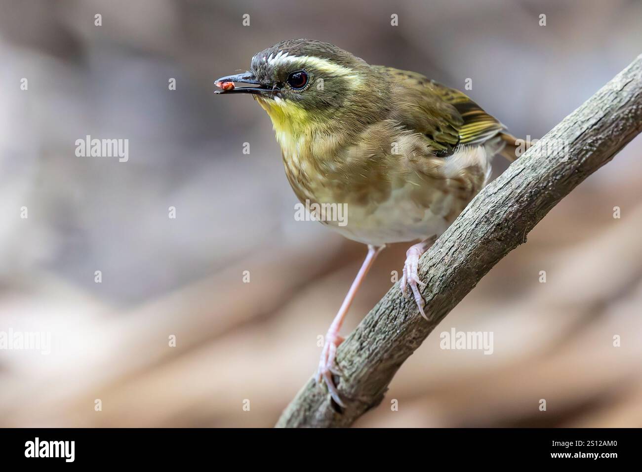 Australian Yellow-throated Scrub Wren with food in beak Stock Photo - Alamy