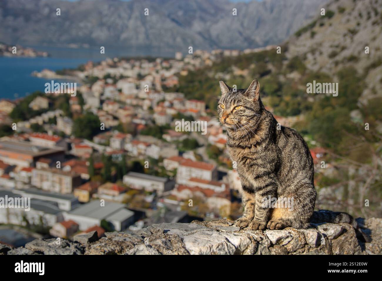 Stray cat sitting on the city walls which protect Kotor Old Town, Kotor ...