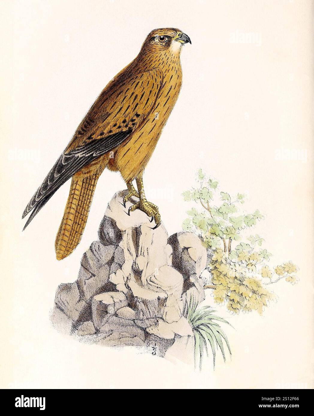 Falco alopex 1861 Stock Photo - Alamy