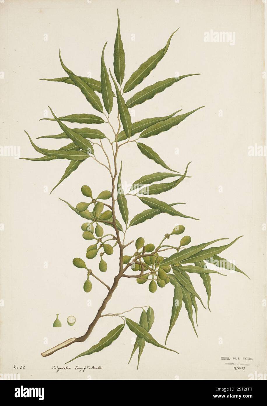 False ashoka tree hi-res stock photography and images - Alamy