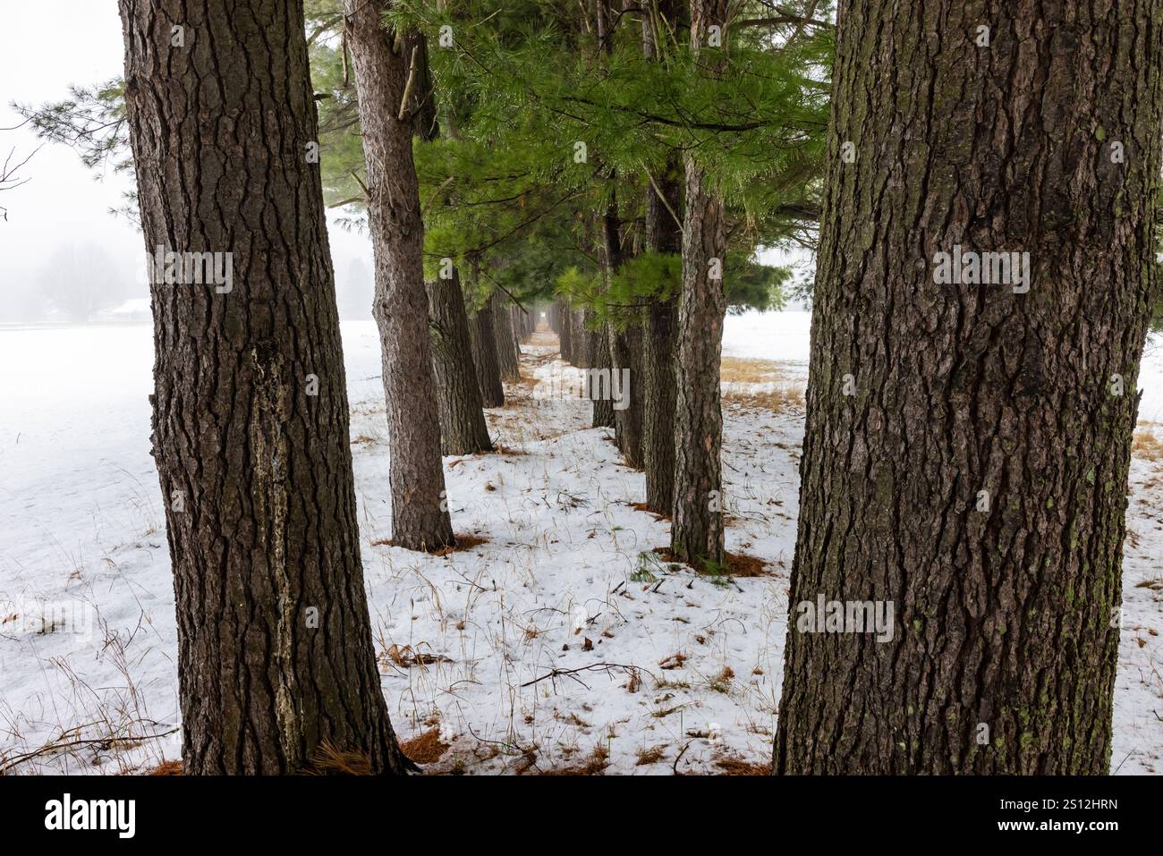 Eastern White Pines, Pinus strobus, planted in a line, with now in ...