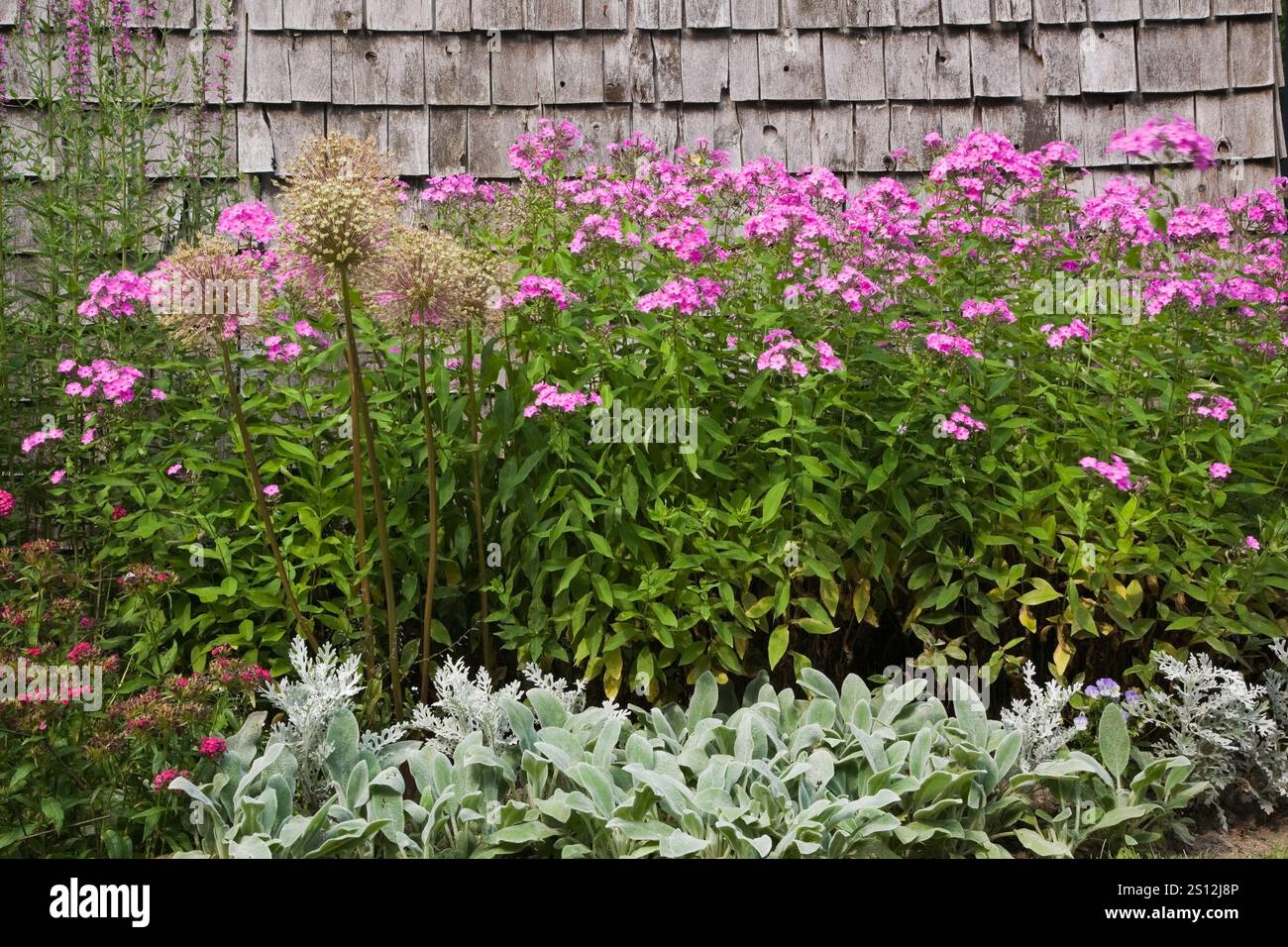 Close-up of purple Phlox flowers and Senecio plants in border next to ...