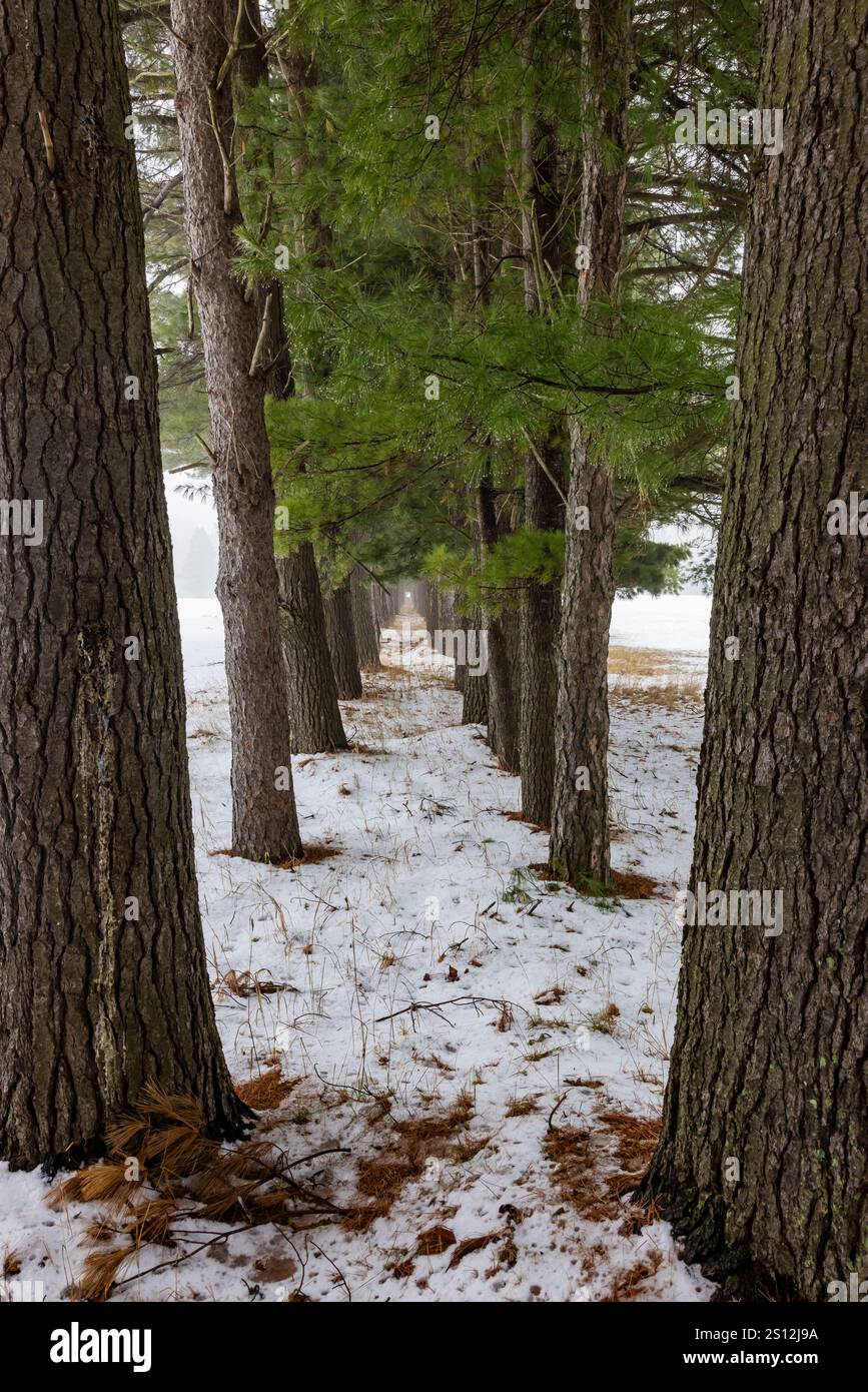 Eastern White Pines, Pinus strobus, planted in a line, with now in ...