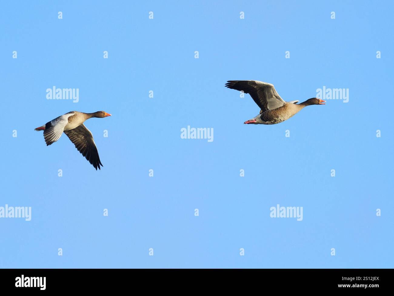 Anklam, Germany. 15th Dec, 2024. 15.12.2024, Anklam. Two greylag geese ...