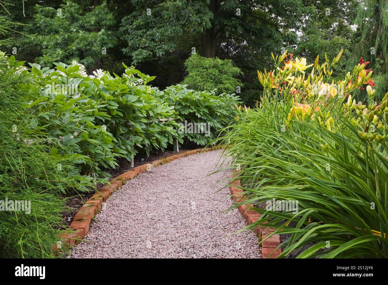 Gravel path edged with red bricks through borders with white Hydrangeas ...