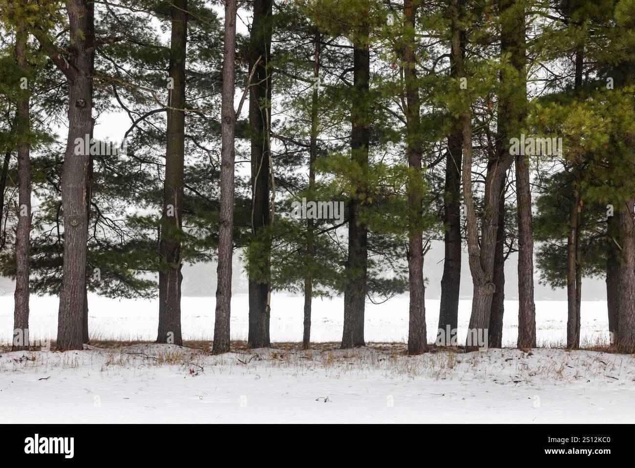 Eastern White Pines, Pinus strobus, planted in a line, with now in ...